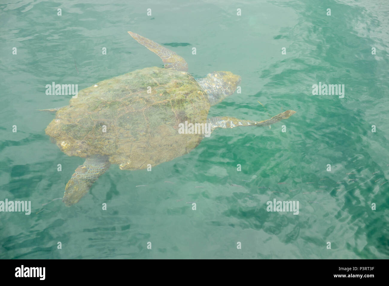 Giant sea turtle swimming in the harbour at argostoli Stock Photo - Alamy