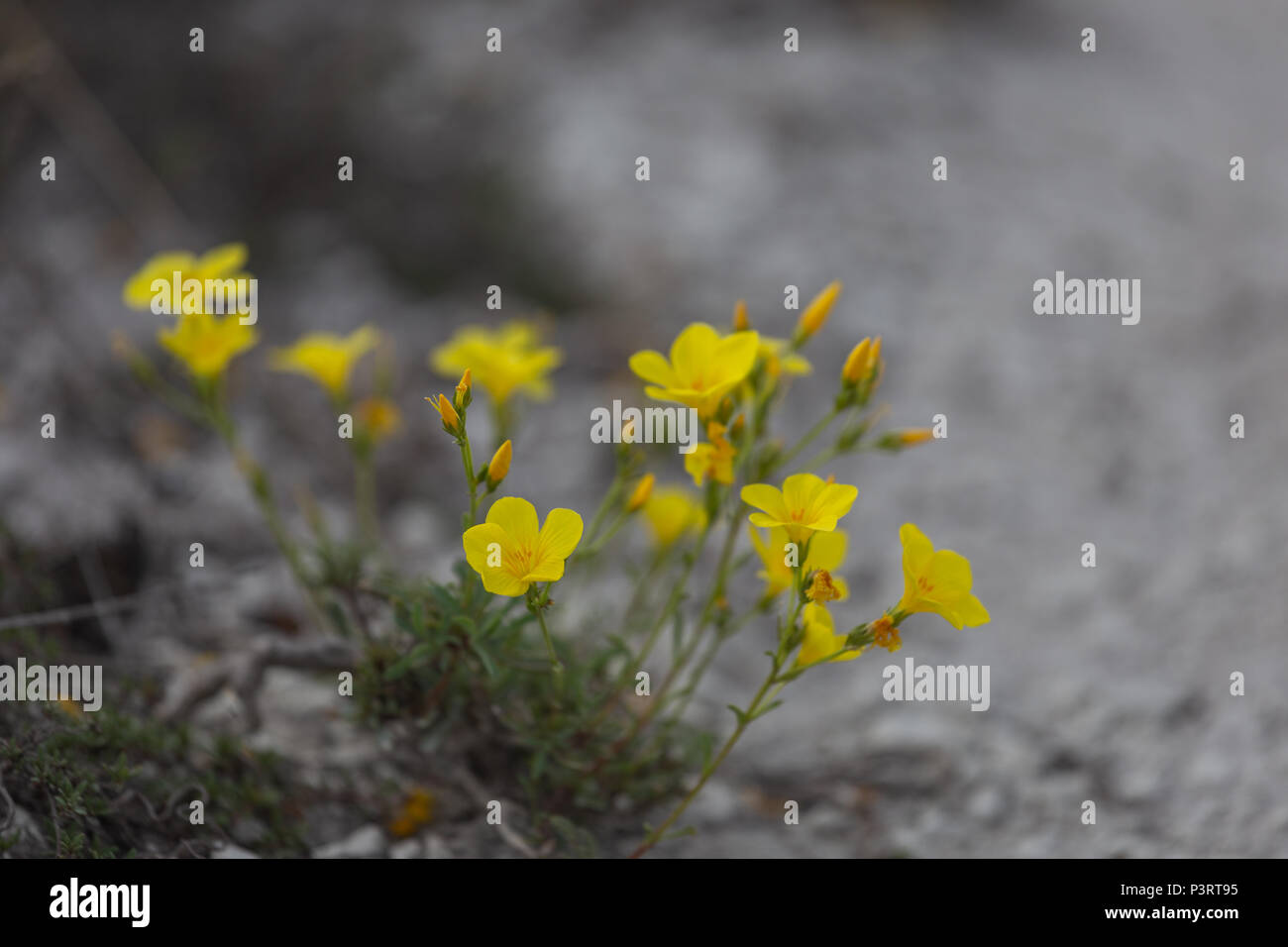 Linseed oil production hi-res stock photography and images - Alamy