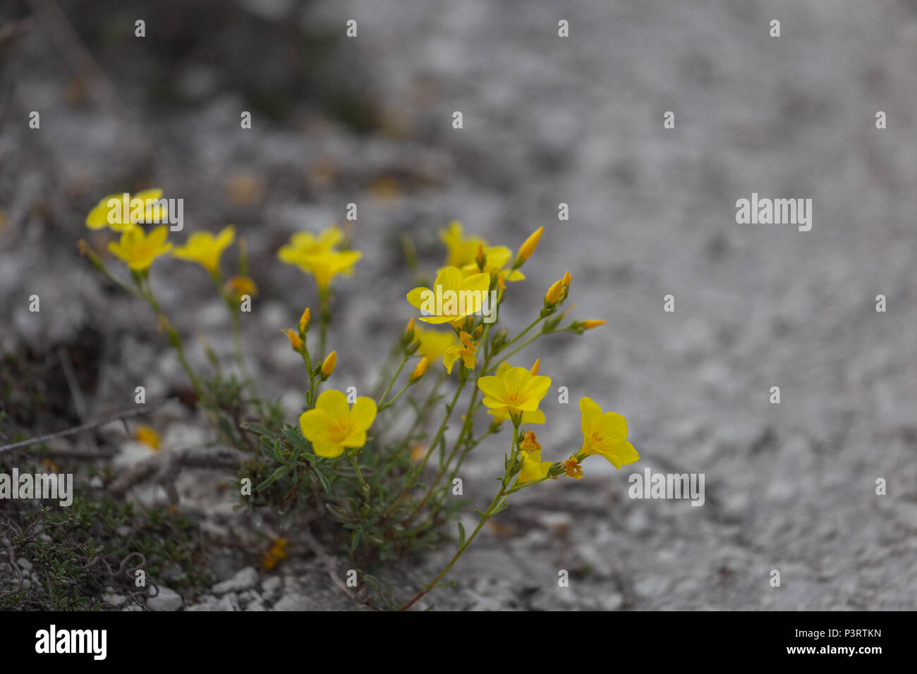 Steppe flax hi-res stock photography and images - Alamy