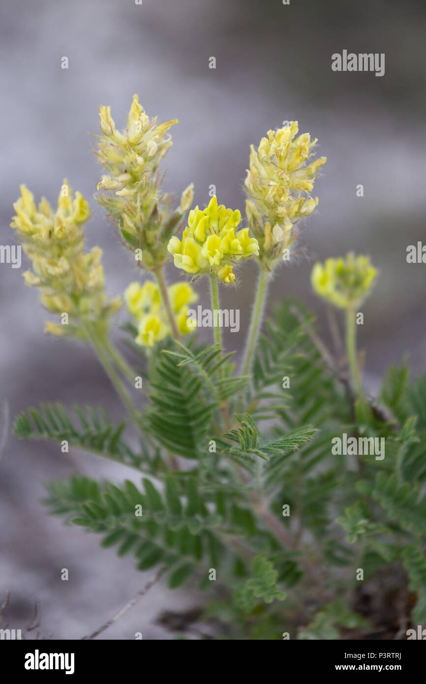 White Locoweed Oxytropis sericea Stock Photo - Alamy