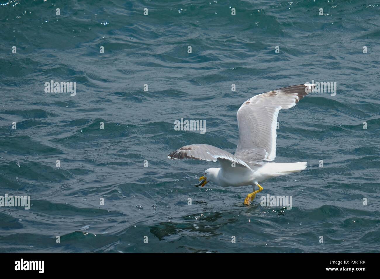 Seagull catching fish hi-res stock photography and images - Alamy