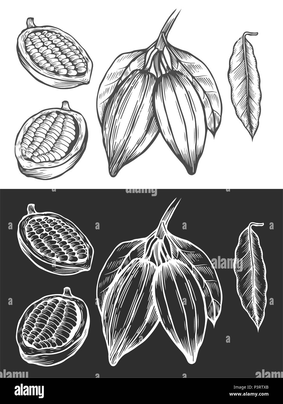 Cocoa superfood drawing set. Isolated hand drawn illustration on white ...