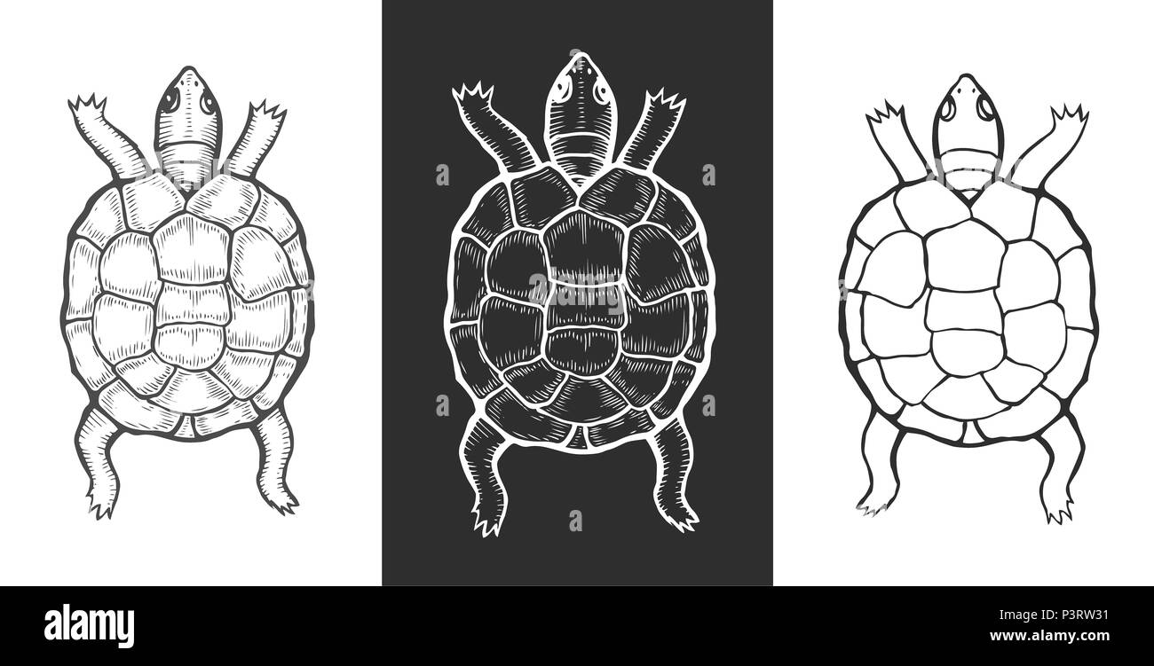 Set of sea turtle illustration, drawing, engraving, ink line art Stock ...