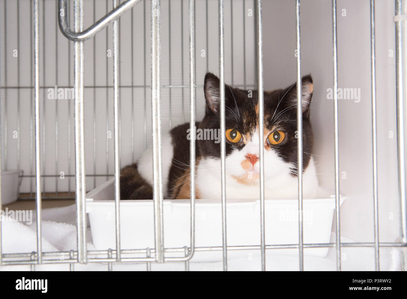 cat show at a local village hall with owners and cats in cages Stock ...