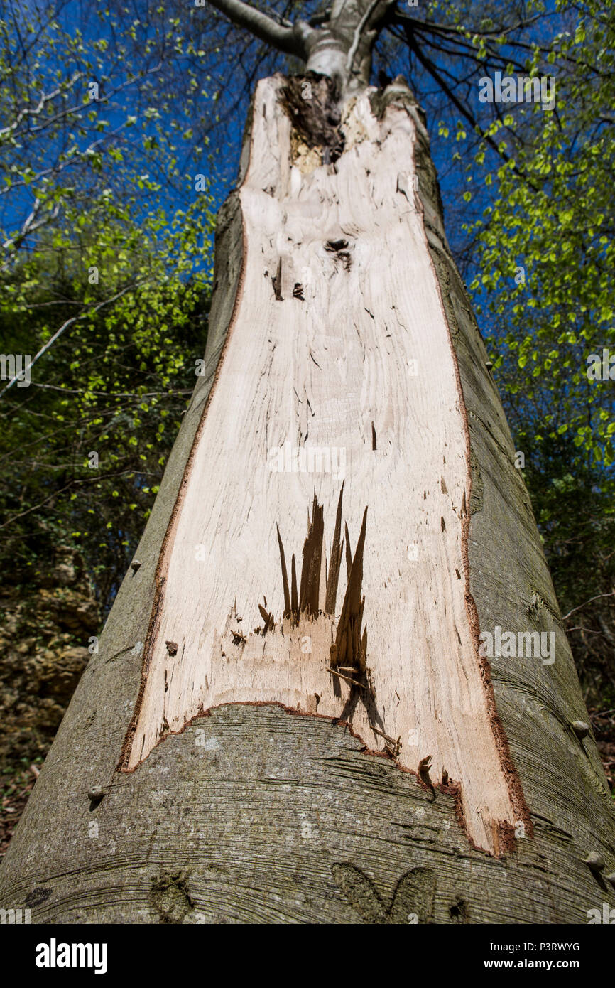 Tree wound hi-res stock photography and images - Alamy
