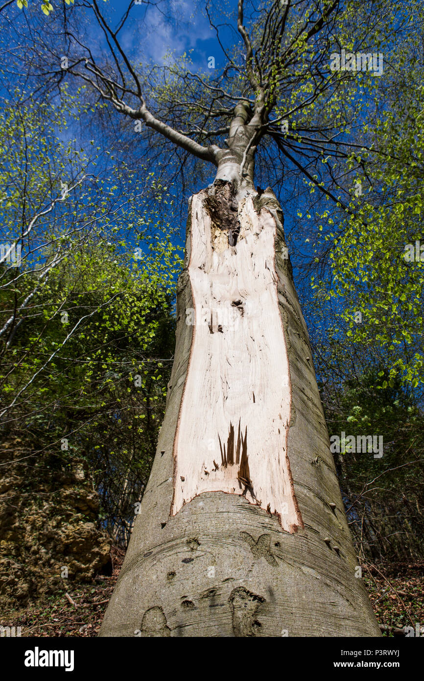 Torn wood hi-res stock photography and images - Alamy
