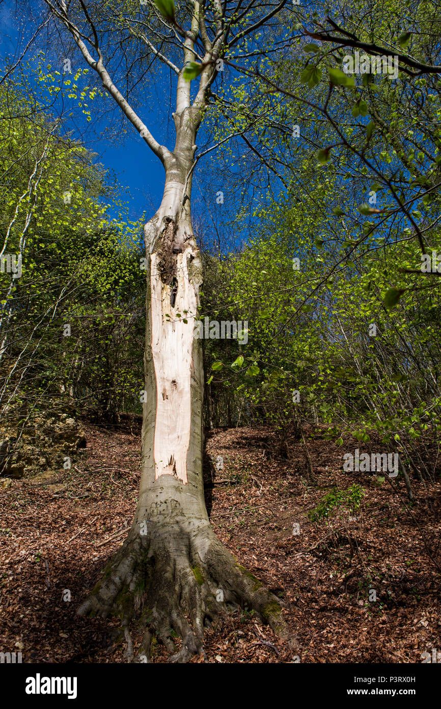 Wound in tree hi-res stock photography and images - Alamy