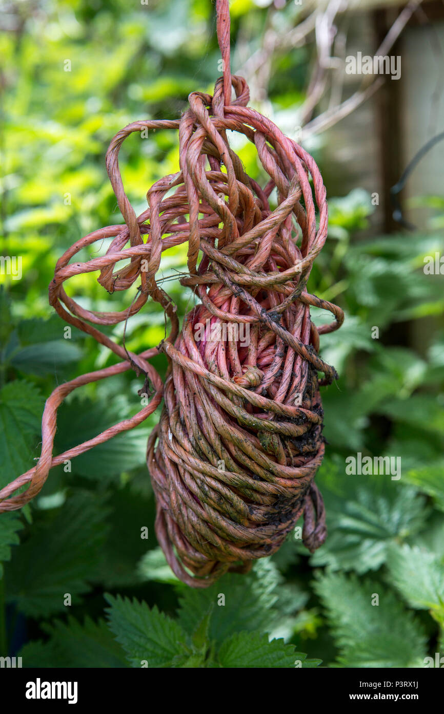 A twisted knotted ball of old red string or twine hanging from an ...