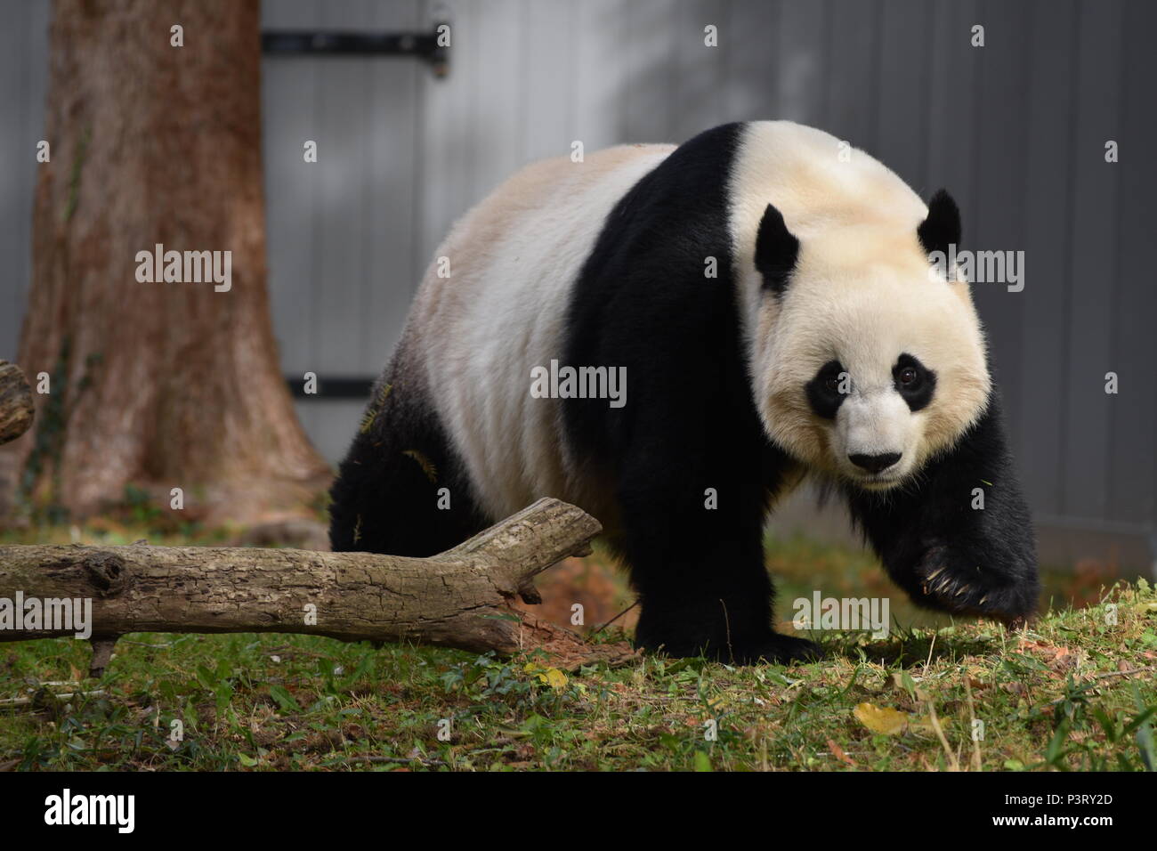 Illustration panda hi-res stock photography and images - Alamy