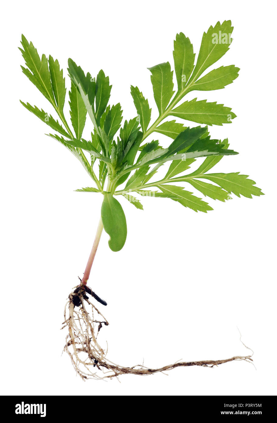 Mini sprout seedling of marigold flower with root prepared for planting ...