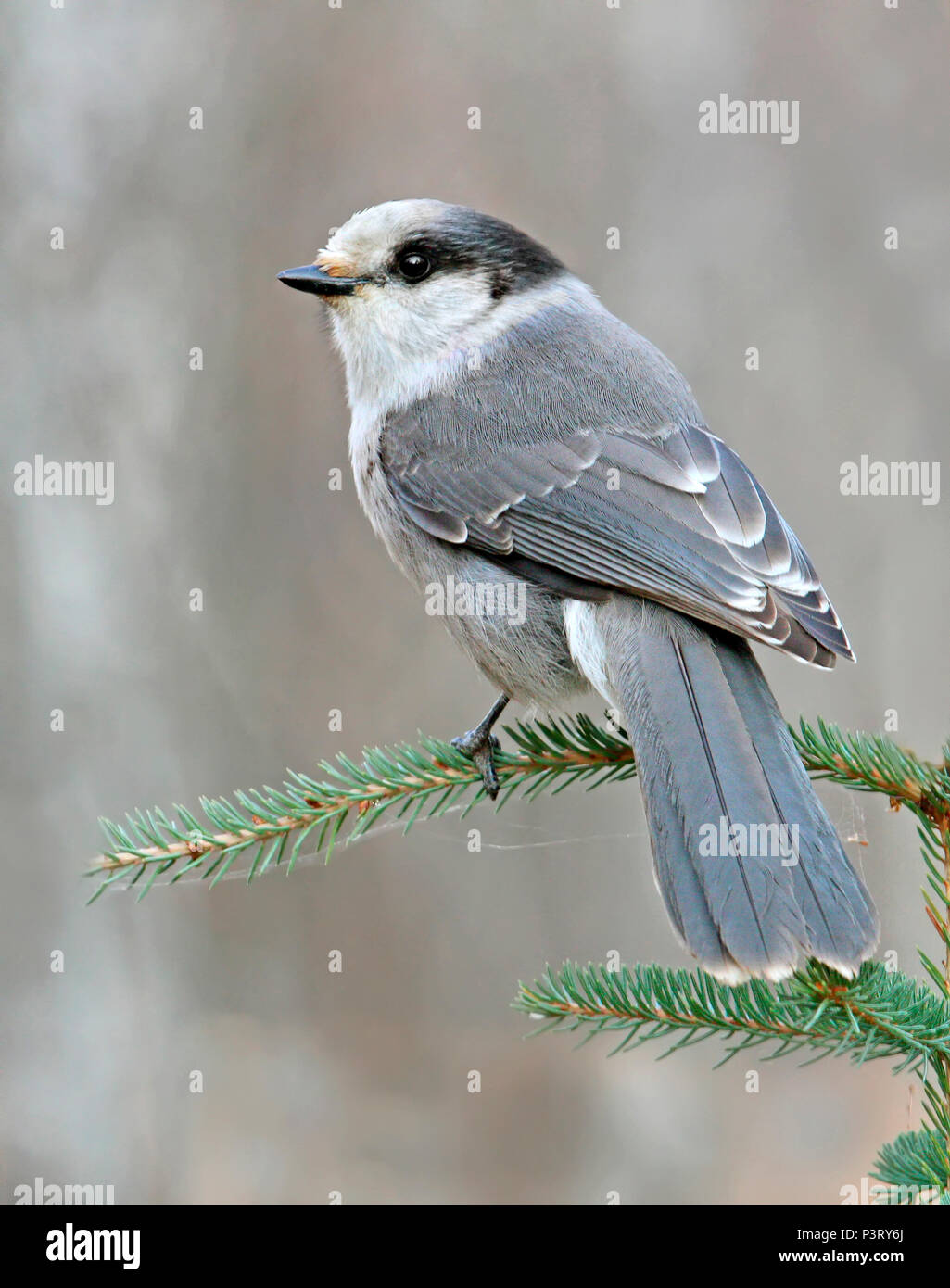 Canada Jay (Perisoreus canadensis), Saskatchewan, Canada Stock Photo ...