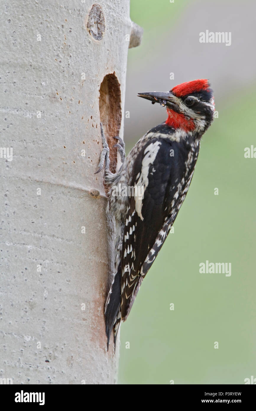 Red-naped Sapsucker (Sphyrapicus nuchalis) male at nest cavity, Alberta ...