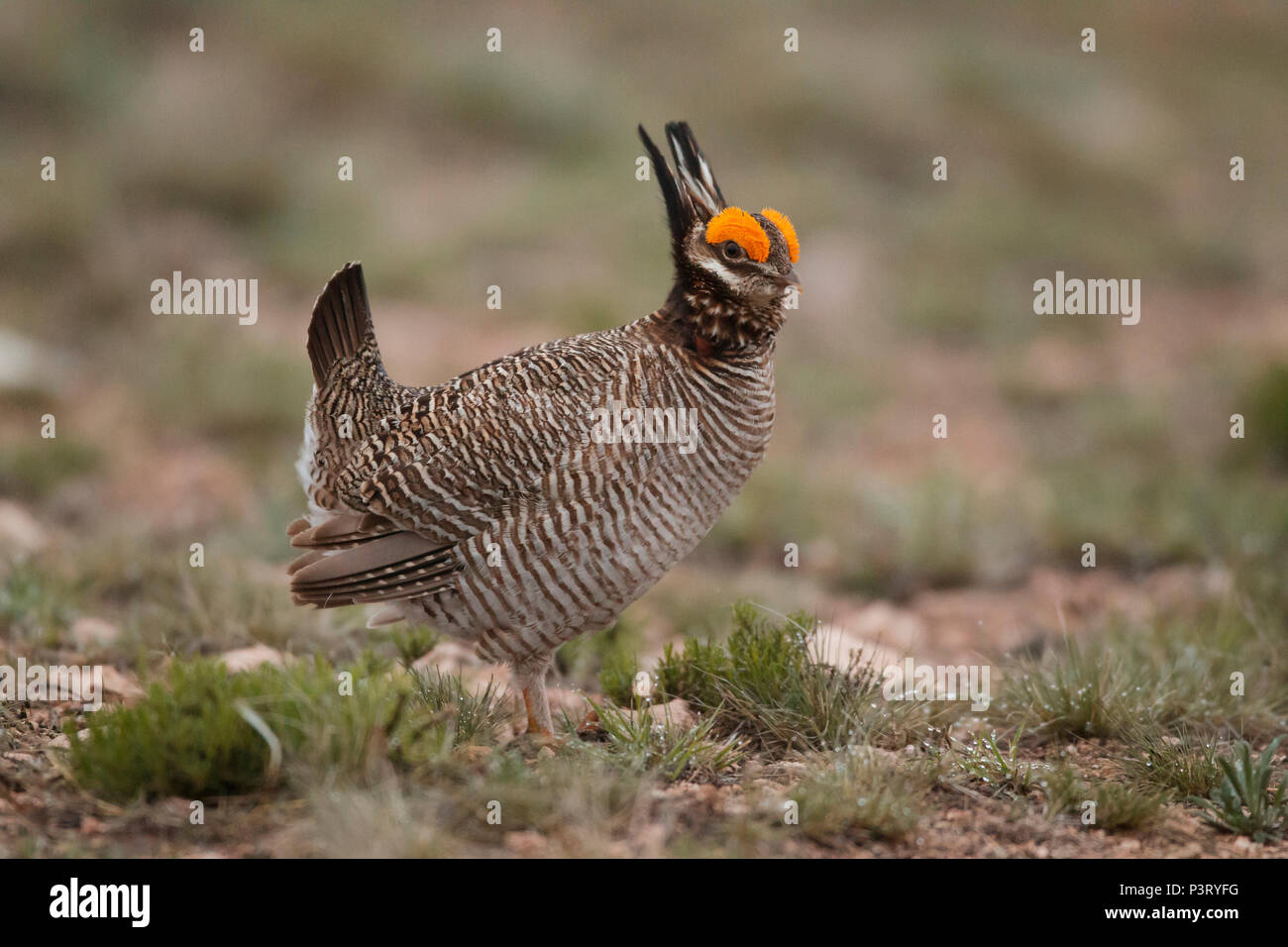 Lesser Prairie Chicken (Tympanuchus pallidicinctus) male, New Mexico ...