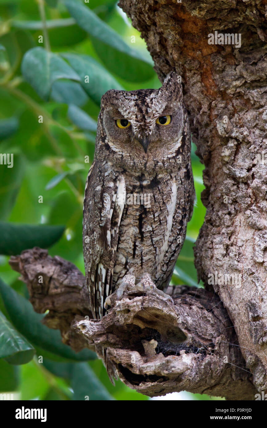 Common Scops-Owl (Otus scops) female, Akamas, Cyprus Stock Photo - Alamy