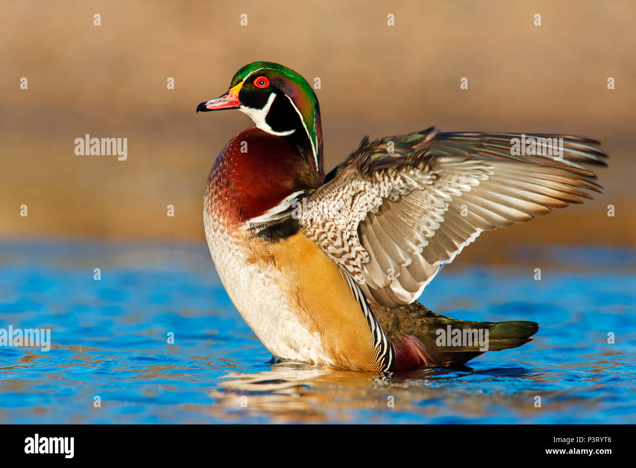 Wood Duck (Aix sponsa) male flapping wings, British Columbia, Canada ...
