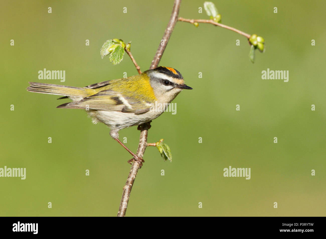 Firecrest (Regulus ignicapilla), Liechtenstein Stock Photo - Alamy