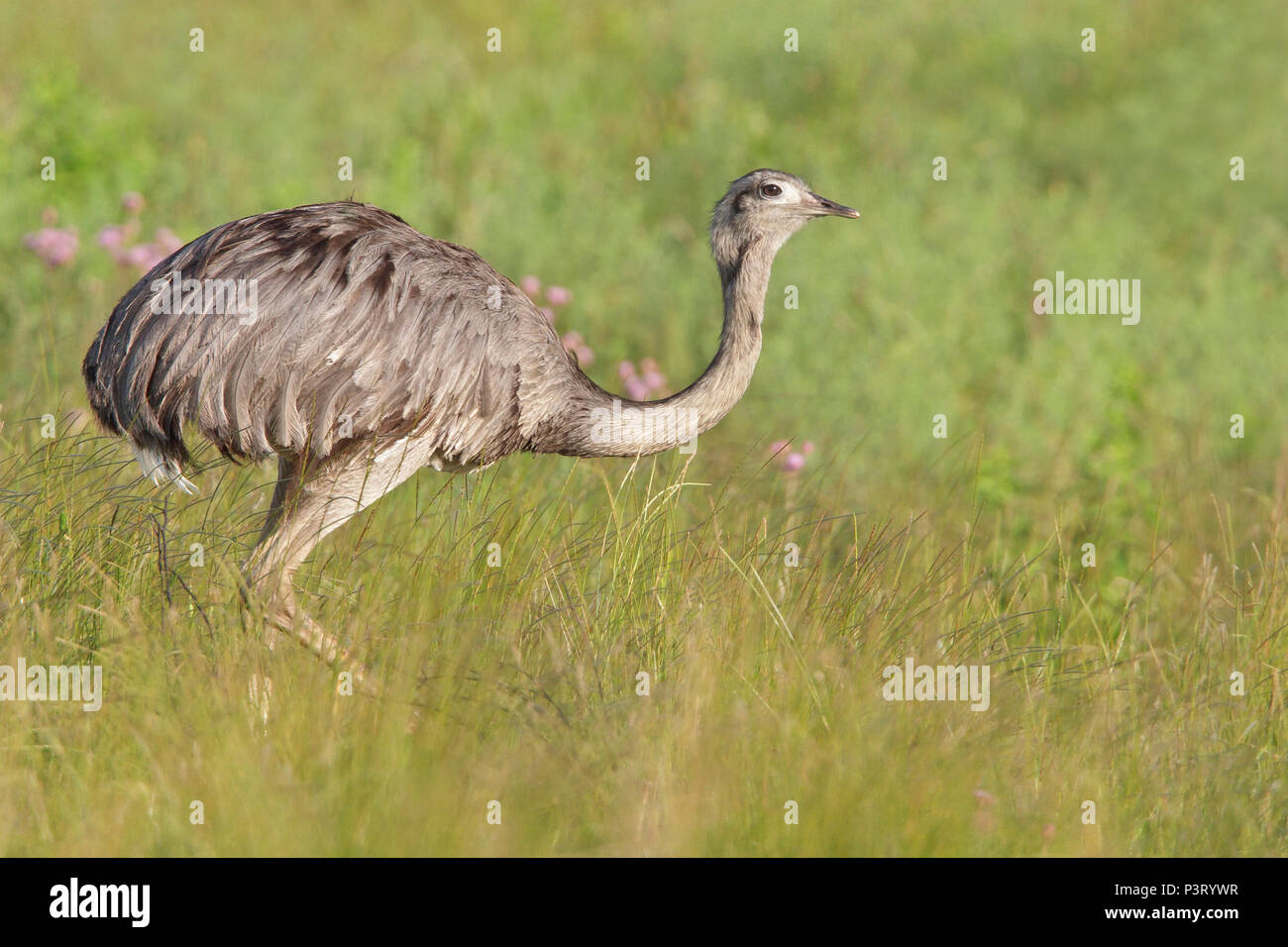 Greater Rhea (Rhea americana), Bolivia Stock Photo - Alamy