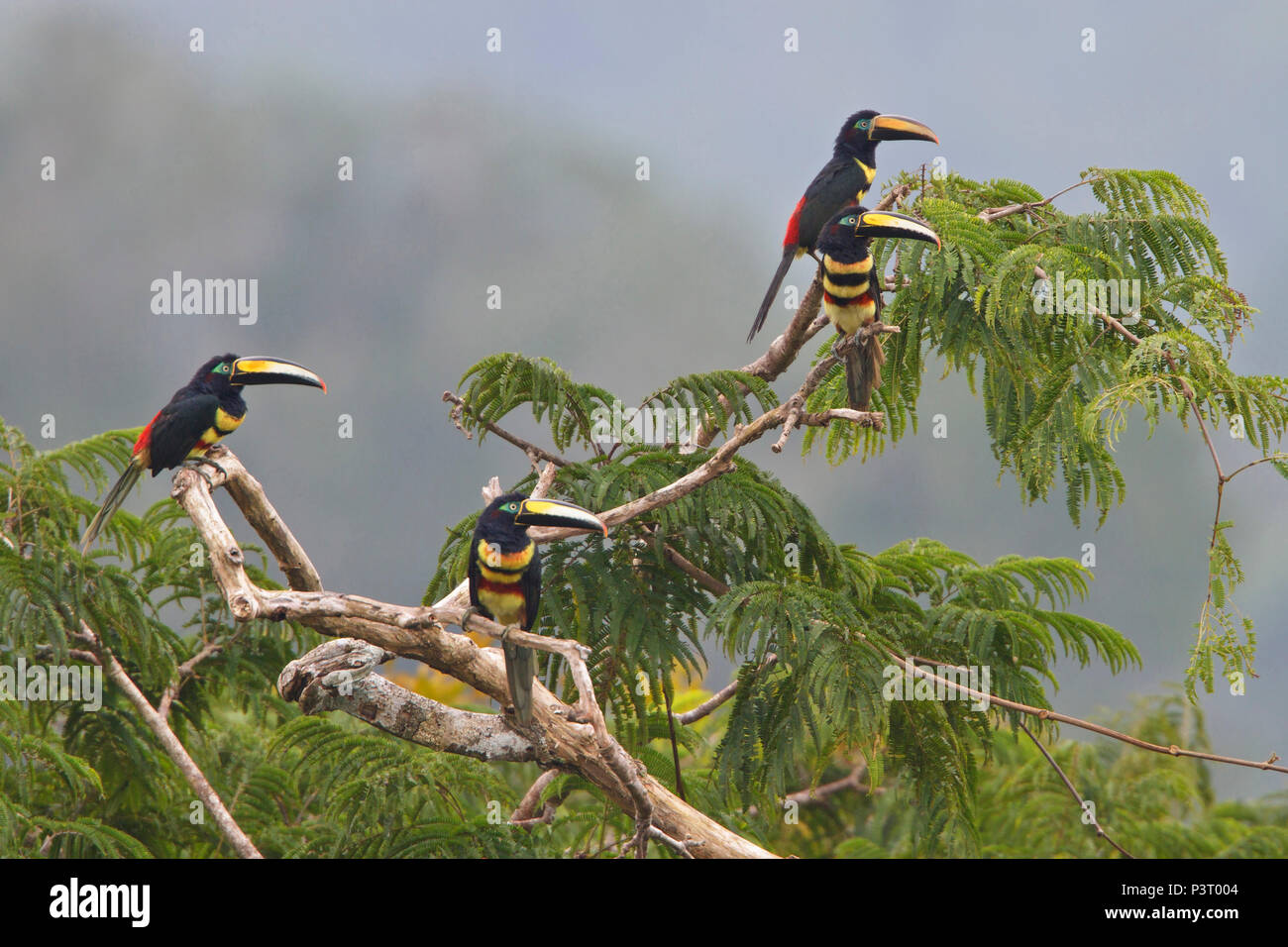 Many-banded Aracari (Pteroglossus pluricinctus) group, Ecuador Stock ...