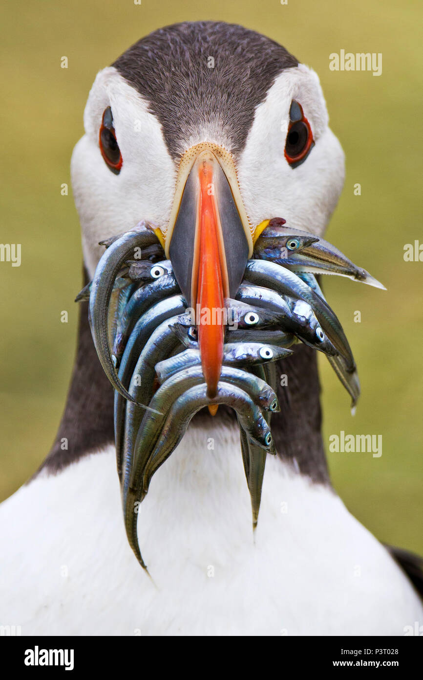Atlantic Puffin (Fratercula arctica) with fish prey, Farne Islands ...