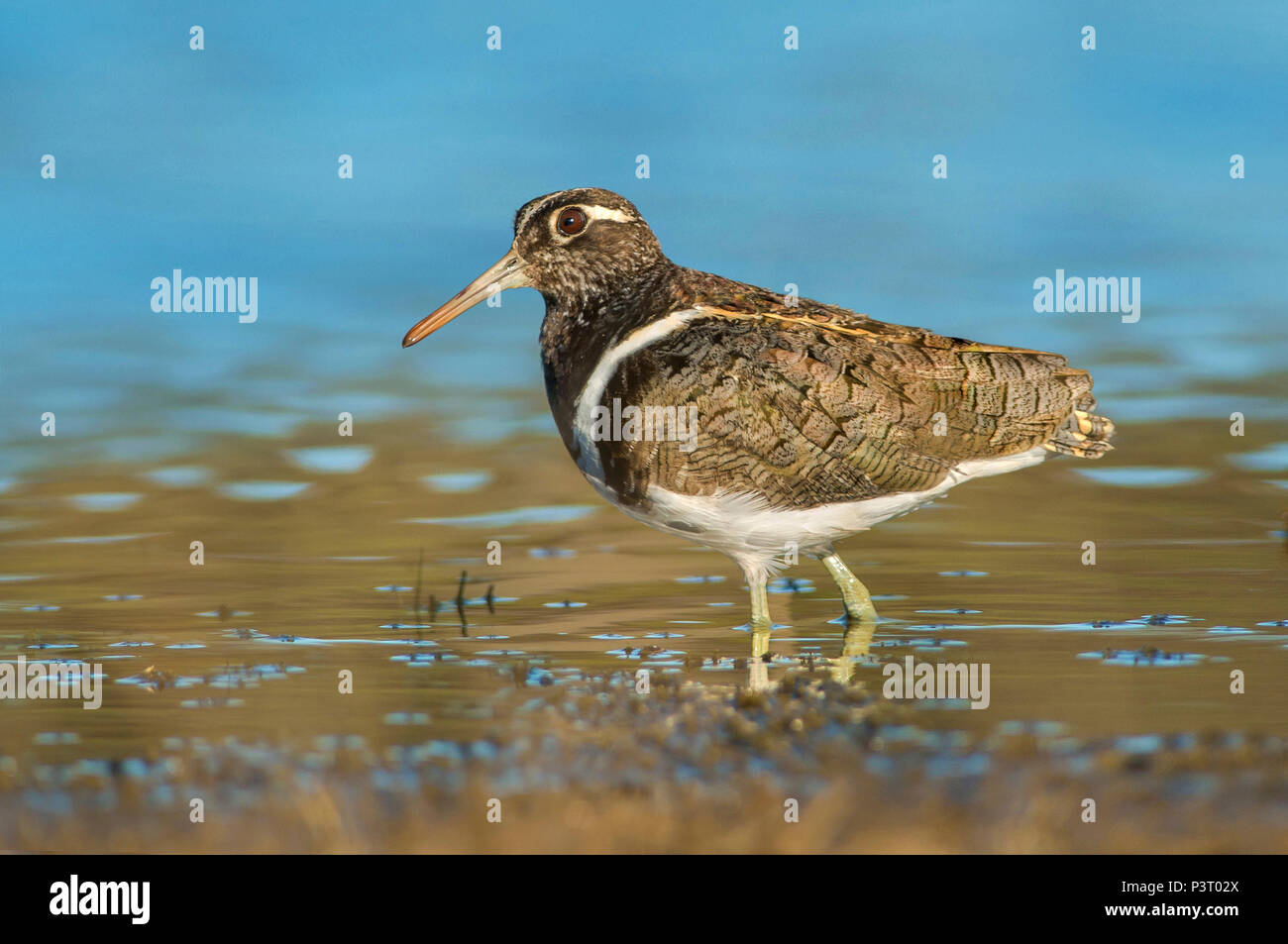 Australian Painted-snipe (Rostratula australis), Victoria, Australia ...