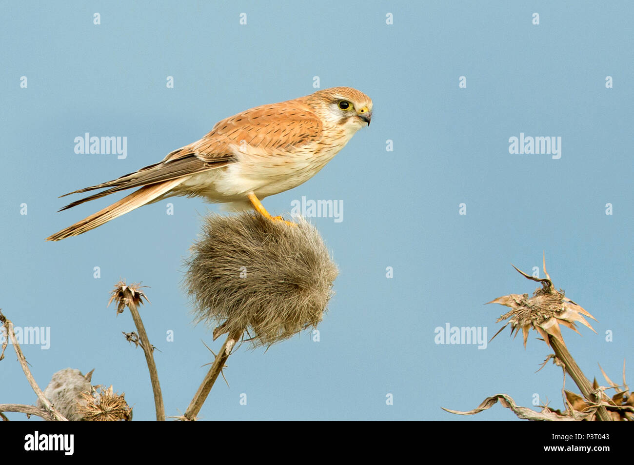 Australian Kestrel (Falco cenchroides), Victoria, Australia Stock Photo ...