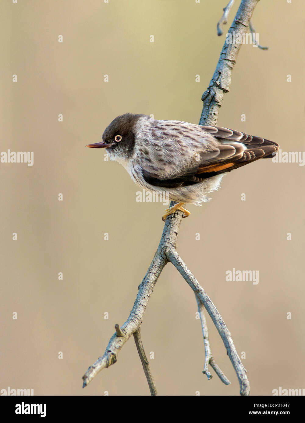 Varied Sittella (Daphoenositta chrysoptera), Victoria, Australia Stock ...