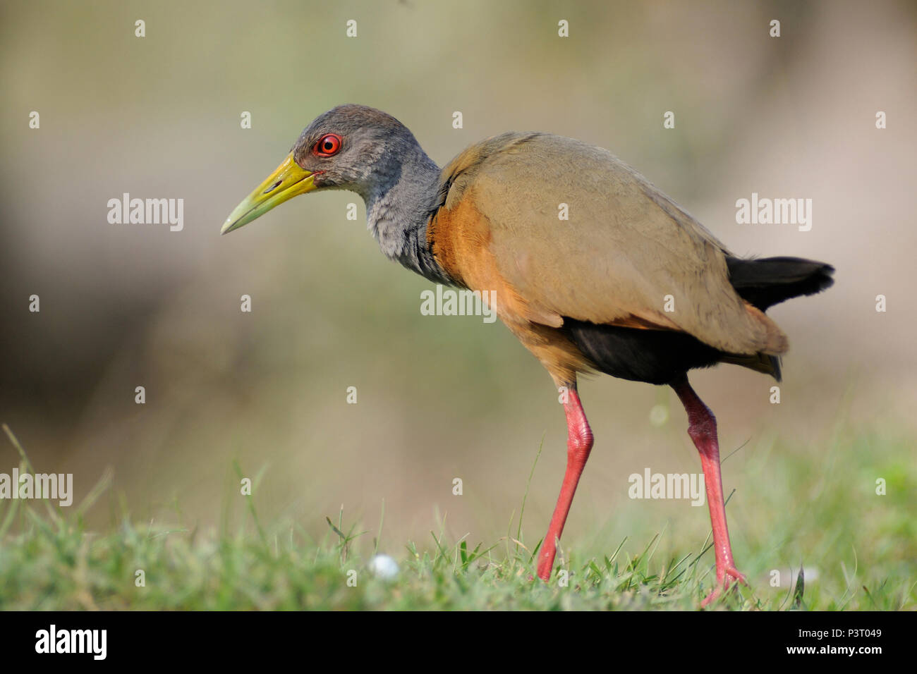 Grey-necked Wood-rail (Aramides cajanea), Pantanal, Brazil Stock Photo ...