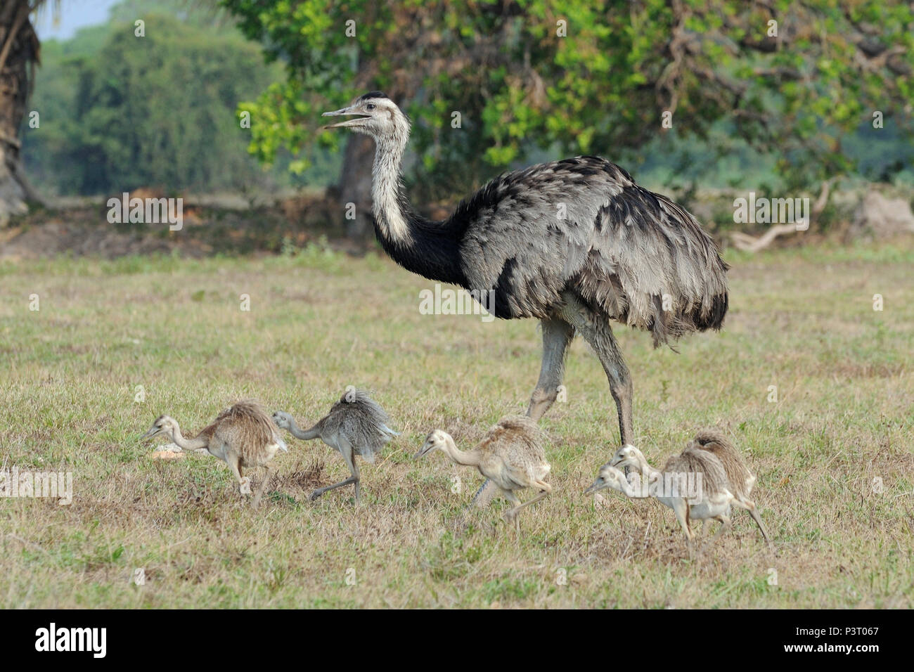Greater Rhea (Rhea americana) parent and chicks, Pantanal, Brazil Stock ...
