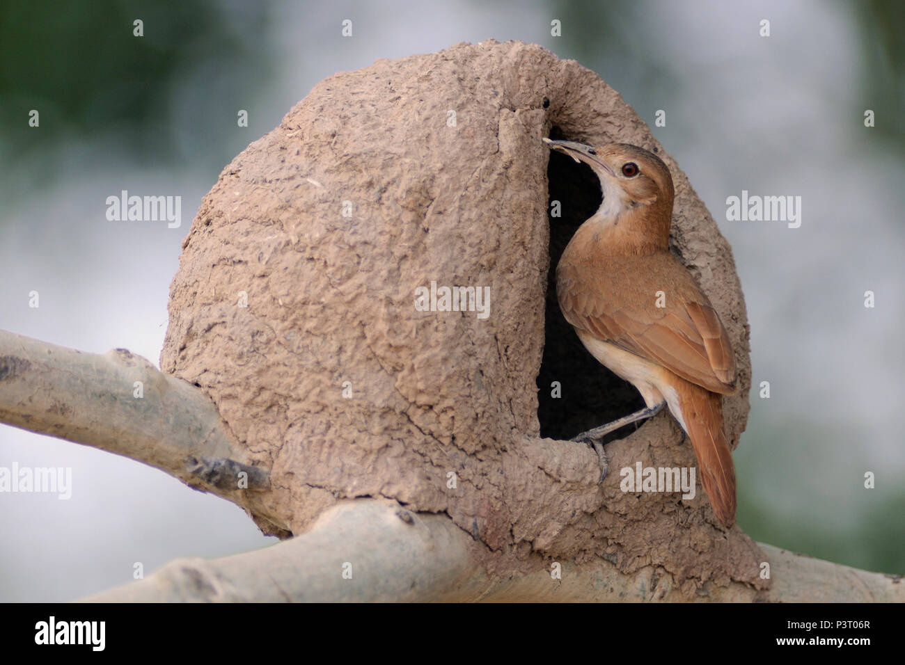 Rufous Hornero (Furnarius rufus) at nest, Pantanal, Brazil Stock Photo ...