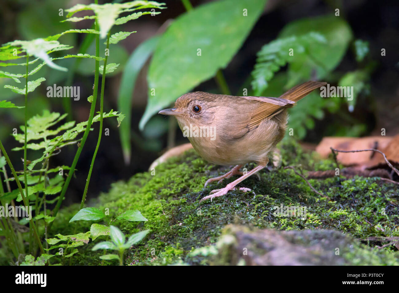 Buff-breasted Babbler (Pellorneum tickelli), Thailand Stock Photo - Alamy