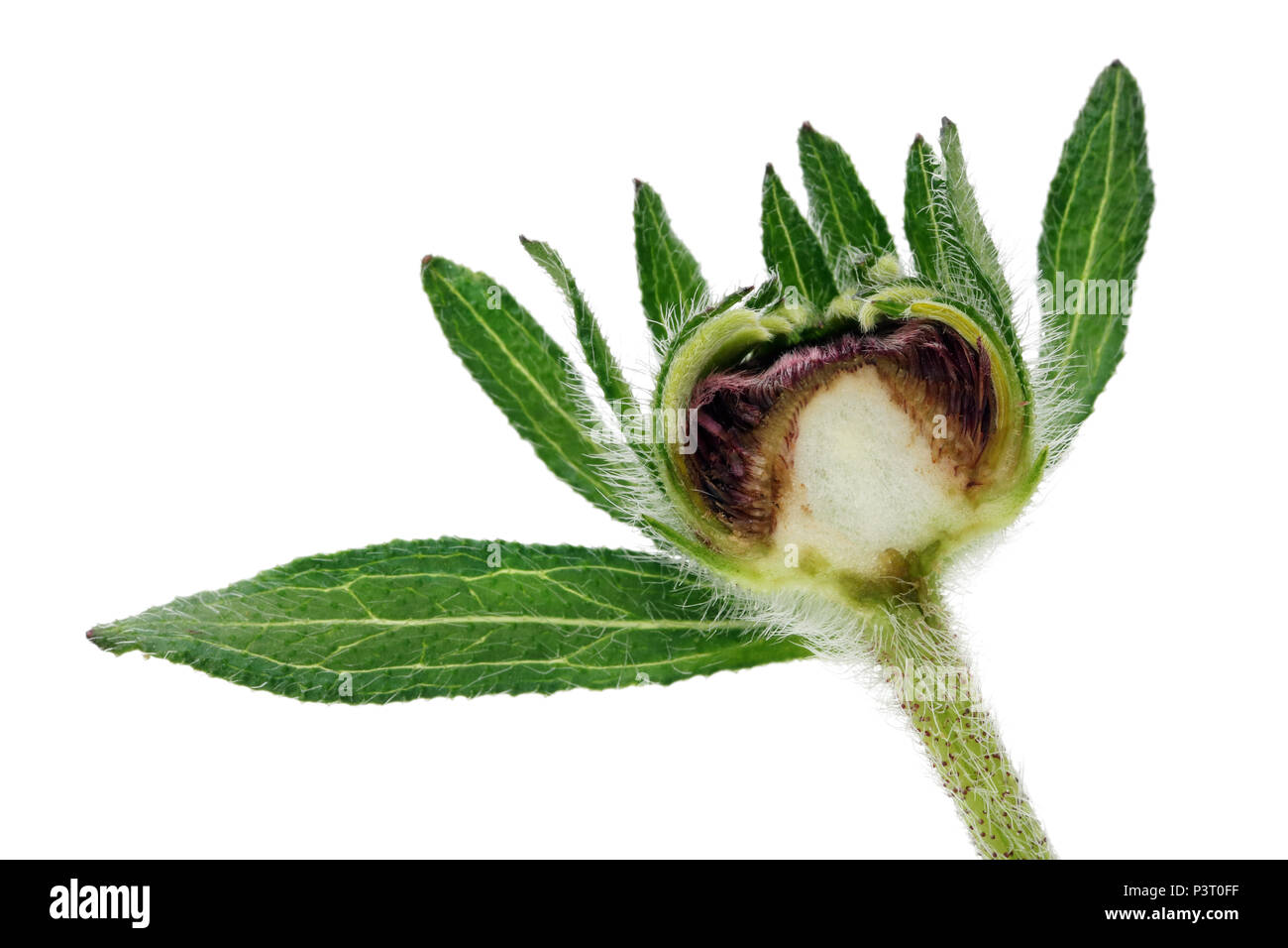 Photos Inside Of Stem Flowers