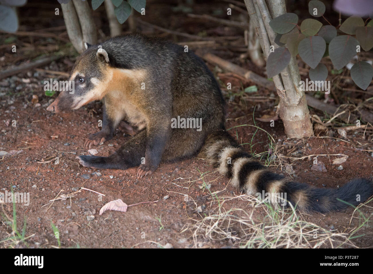 SÃO PAULO, SP - 15.03.2014: QUATI - O quati (Nasua nasua), também ...