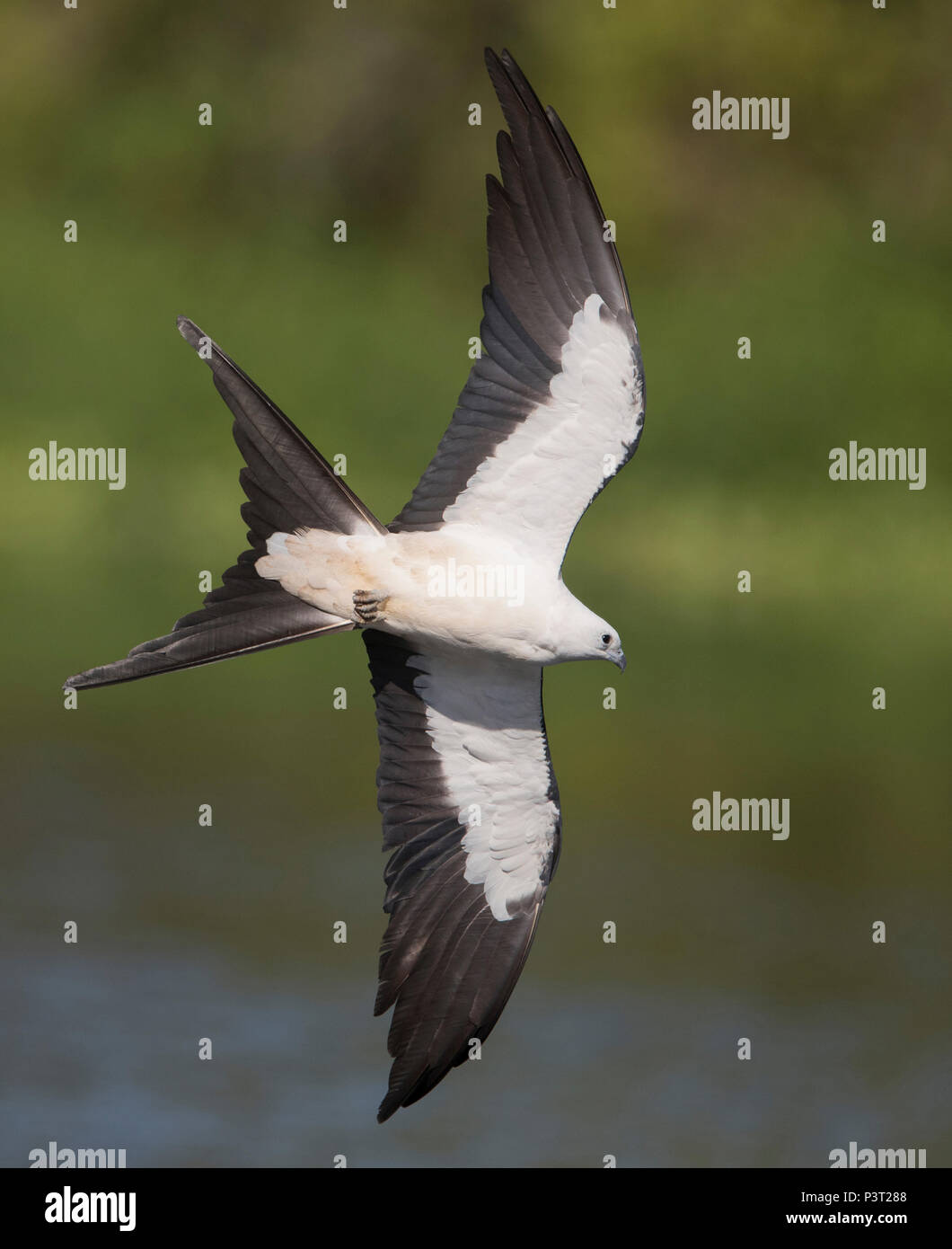 Swallow-tailed Kite (Elanoides forficatus) flying, Florida Stock Photo ...