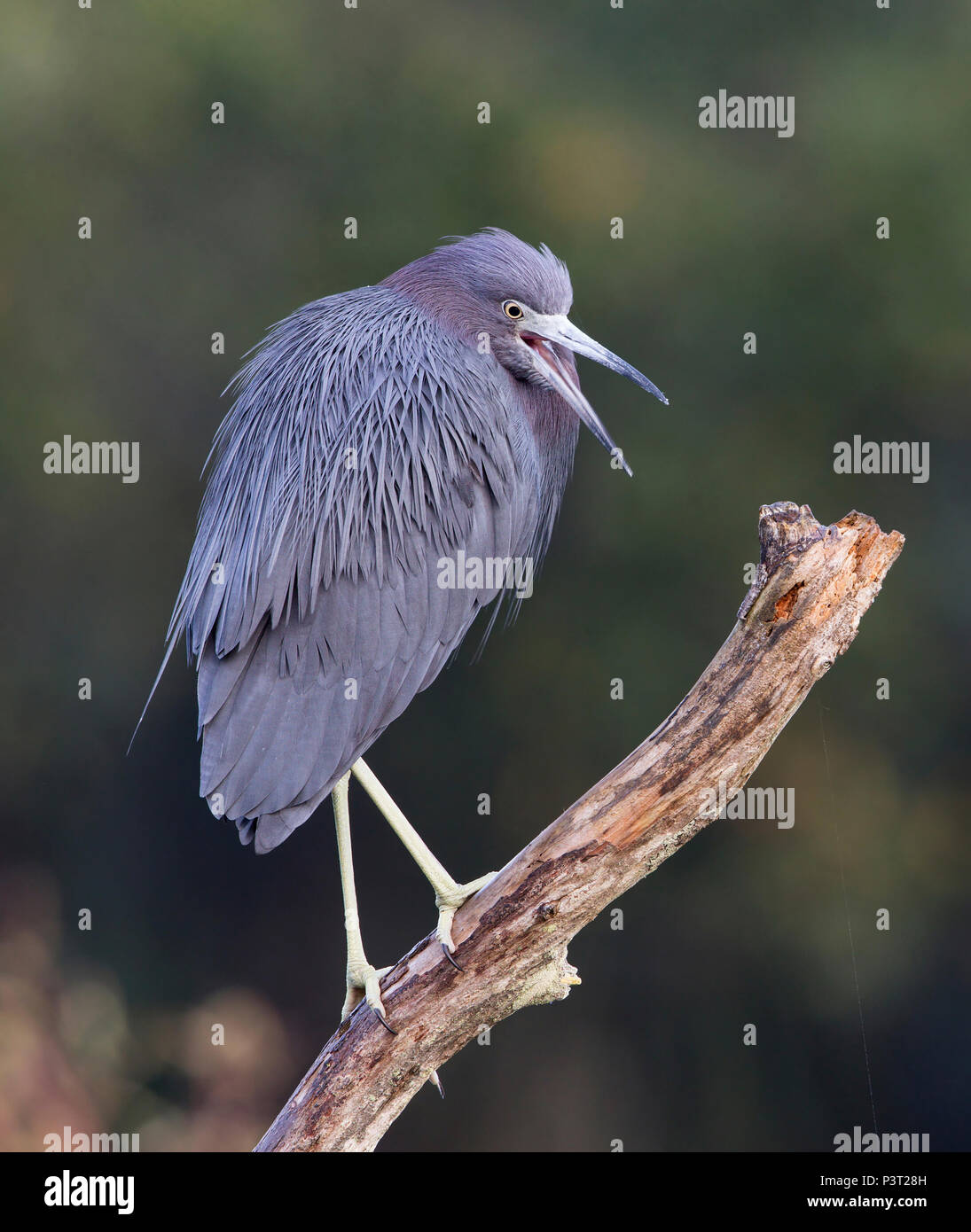 Little Blue Heron (Egretta caerulea) calling, Florida Stock Photo - Alamy