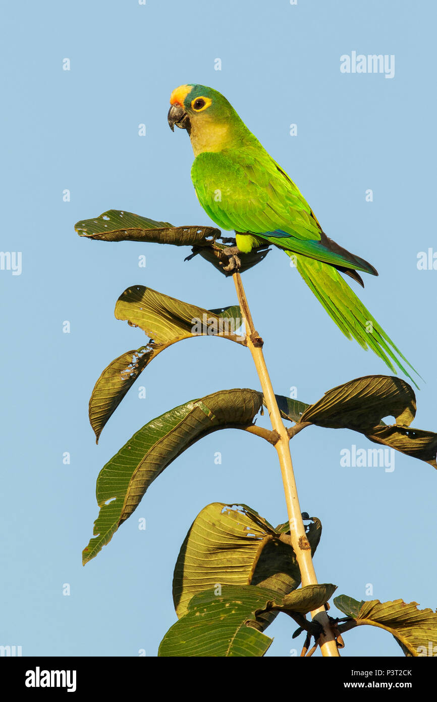 Peach-fronted Parakeet (Aratinga aurea), Pantanal, Brazil Stock Photo ...