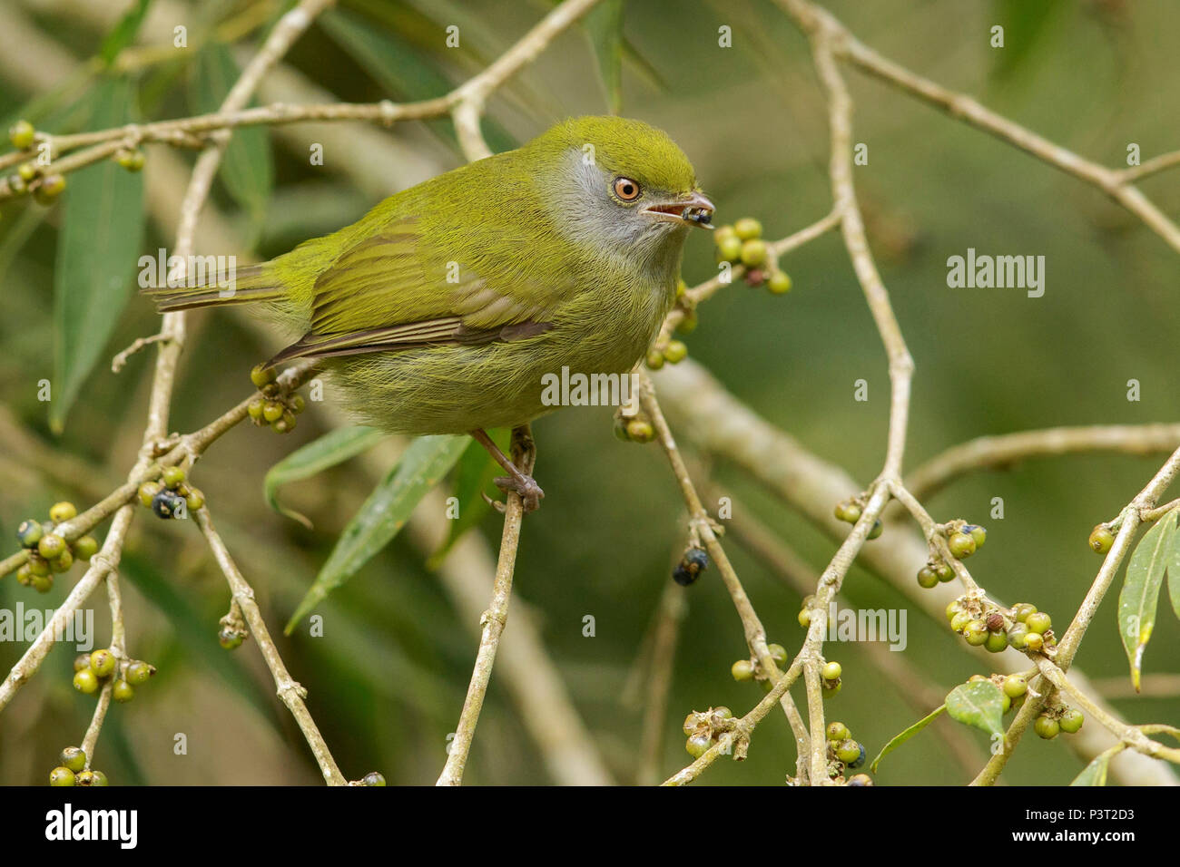 Pin-tailed Manakin (Ilicura militaris) female with prey, Atlantic ...