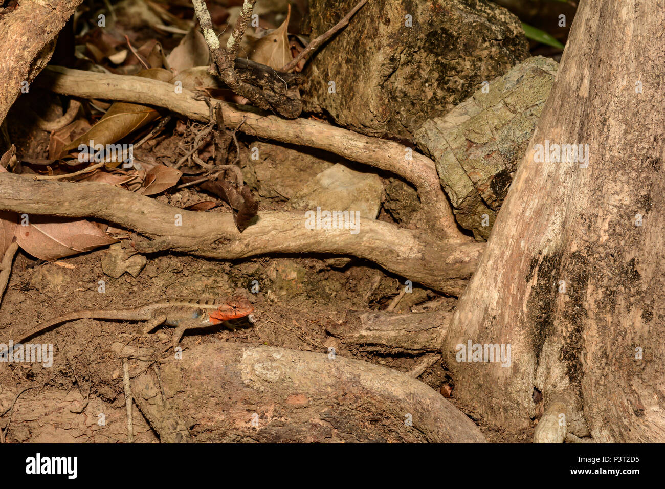 Variabilis hi-res stock photography and images - Alamy