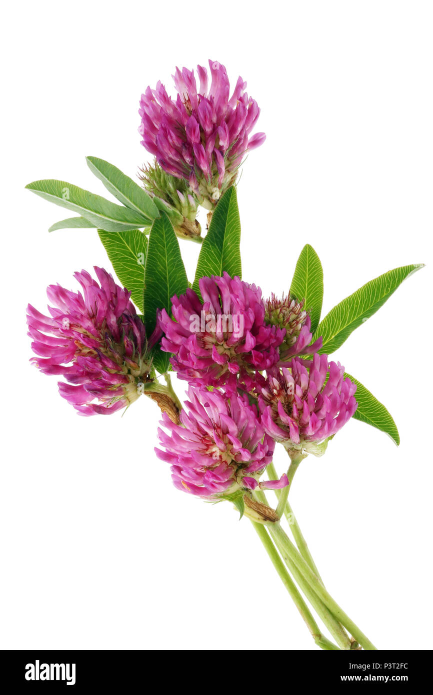 A real wildflower meadow clover is the best food for a cow. Isolated on ...