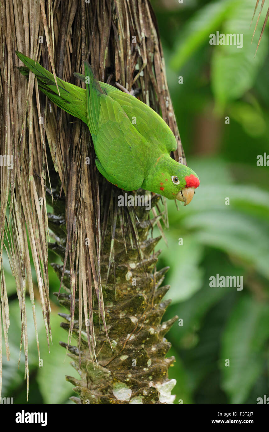 Scarlet fronted parakeet hi-res stock photography and images - Alamy