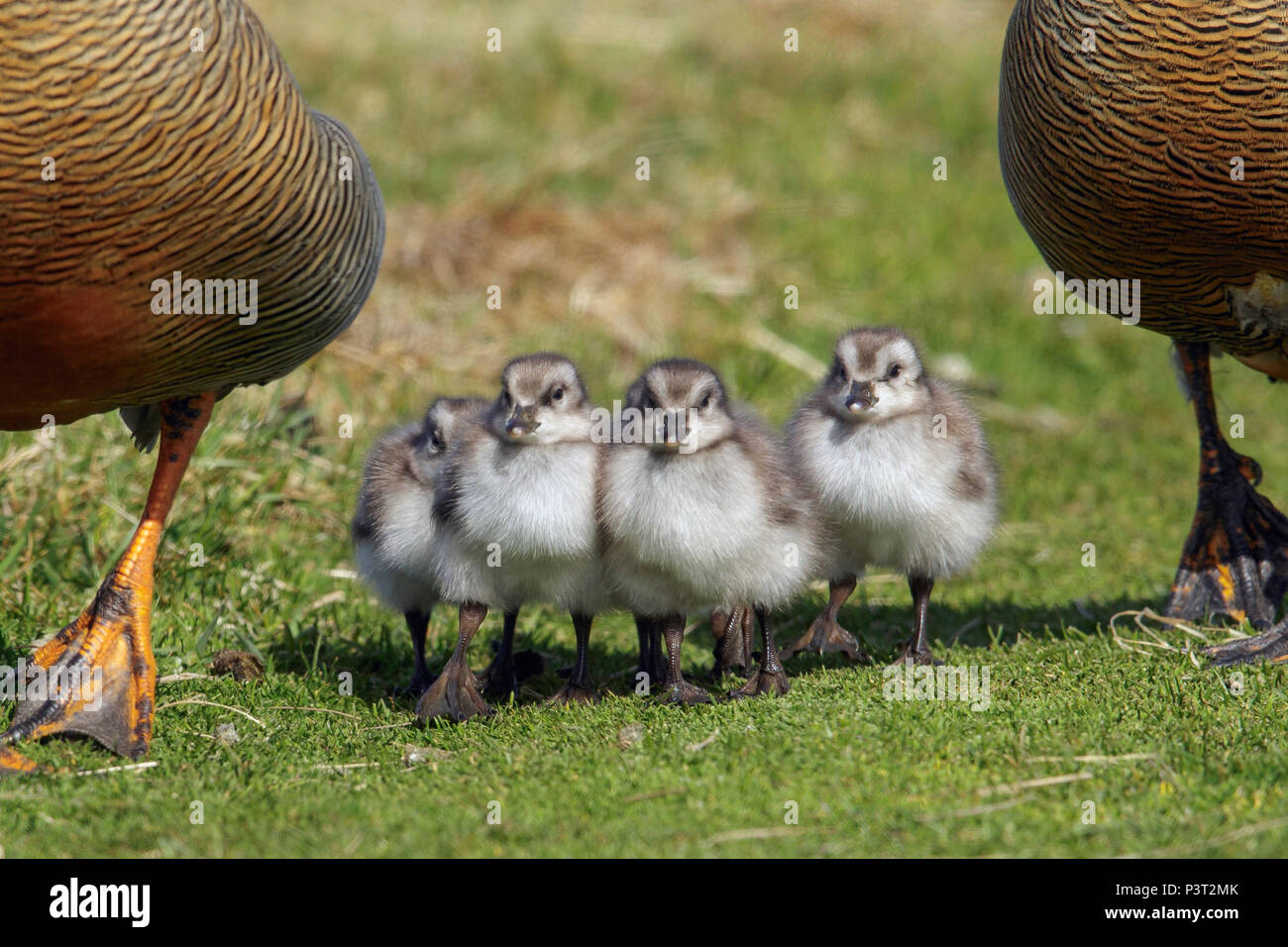 Ruddy-headed Goose (Chloephaga rubidiceps) parents with goslings ...