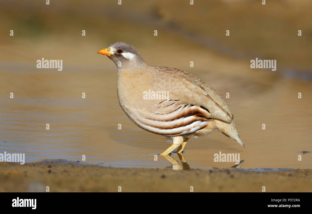 Sand Partridge (Ammoperdix heyi) male, Dhofar, Oman Stock Photo - Alamy