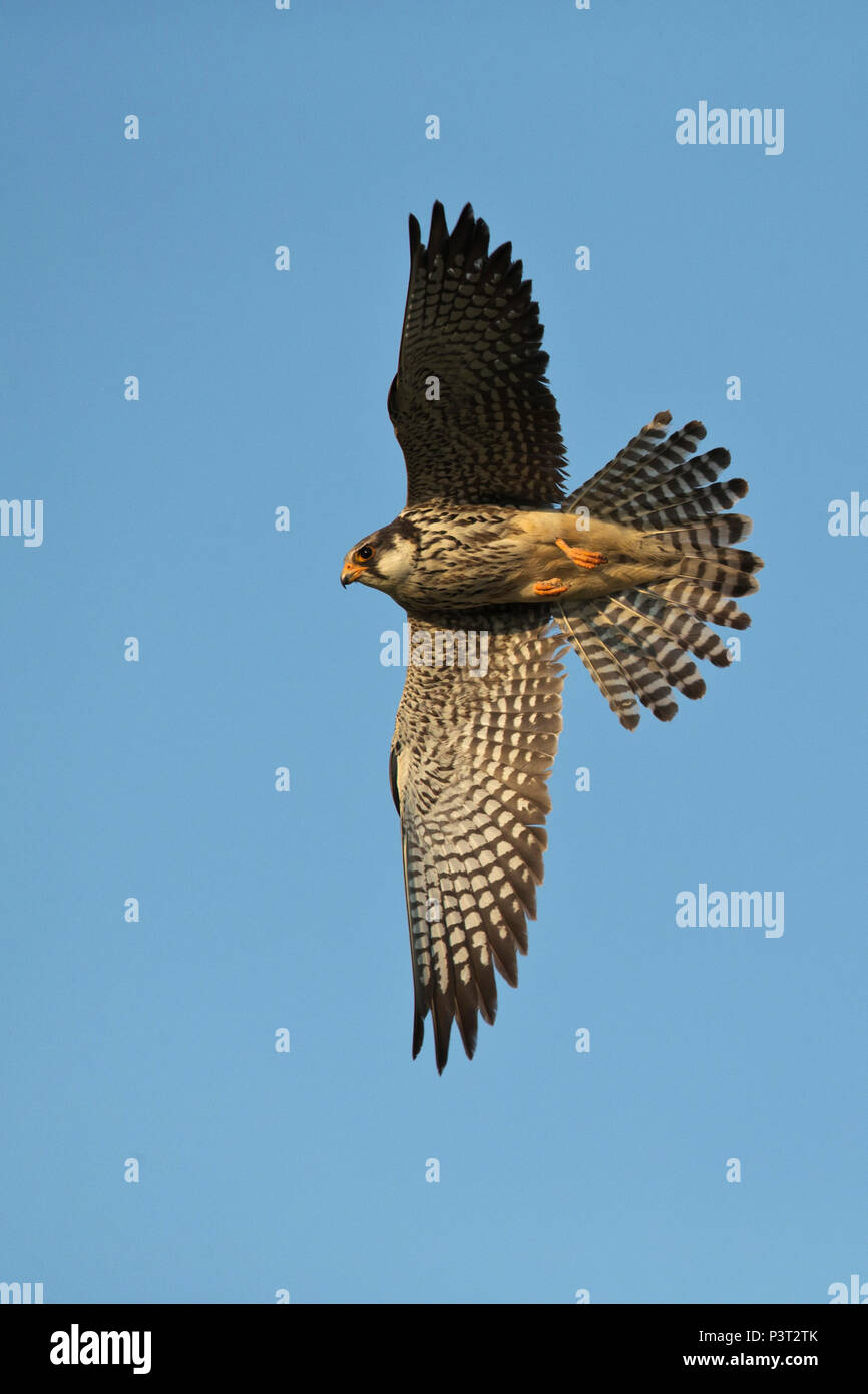 Falcon amurensis hi-res stock photography and images - Alamy