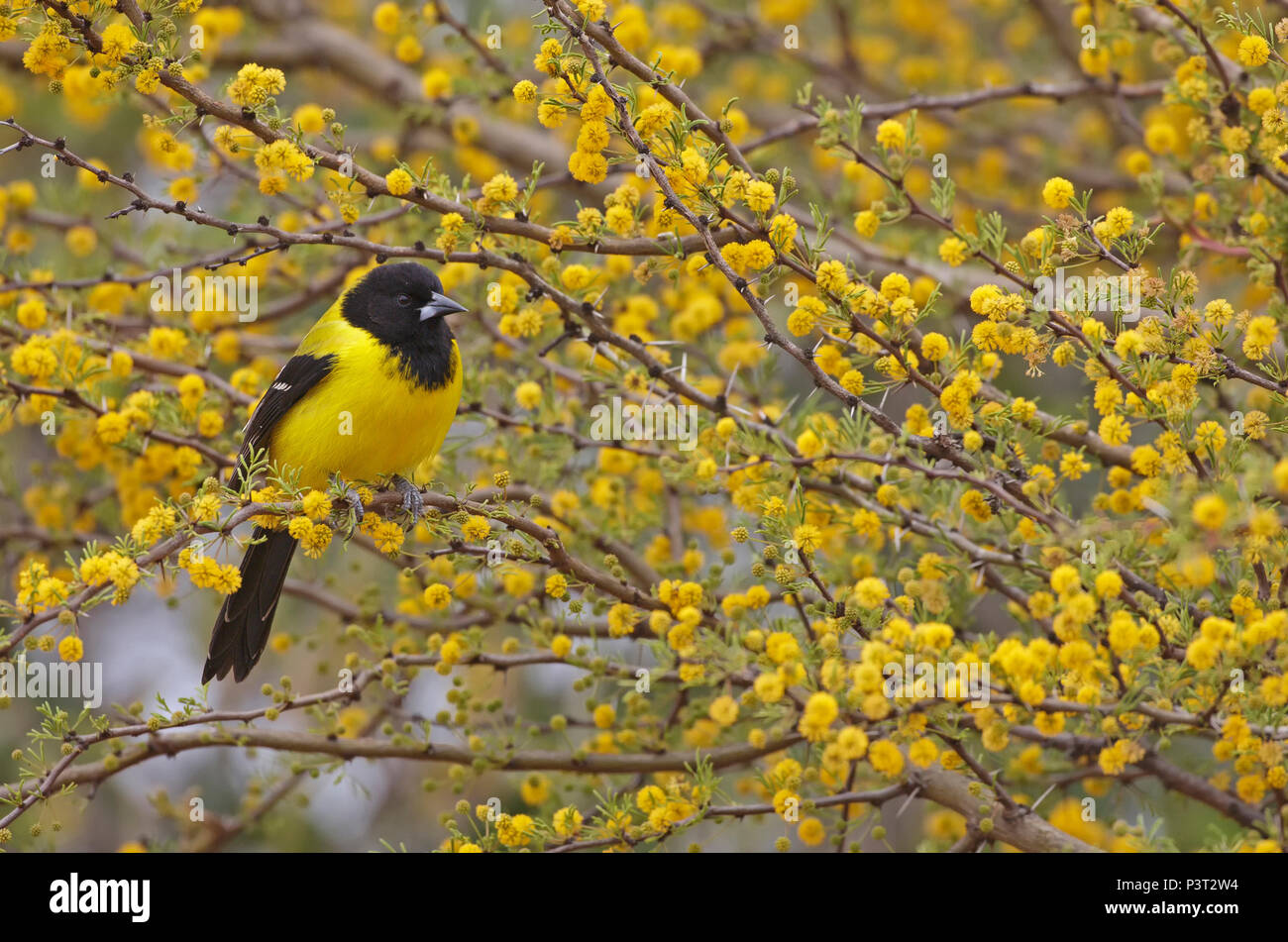 Audubon's Oriole (Icterus graduacauda) male, Texas Stock Photo - Alamy