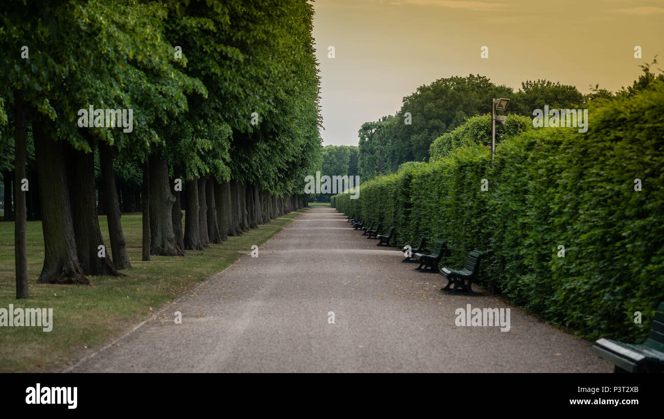 Yew forest germany hi-res stock photography and images - Alamy