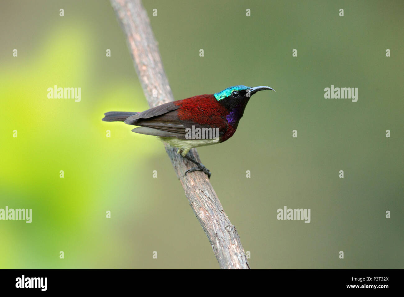 Crimson-backed Sunbird (Nectarinia minima) male, Kerala, India Stock ...