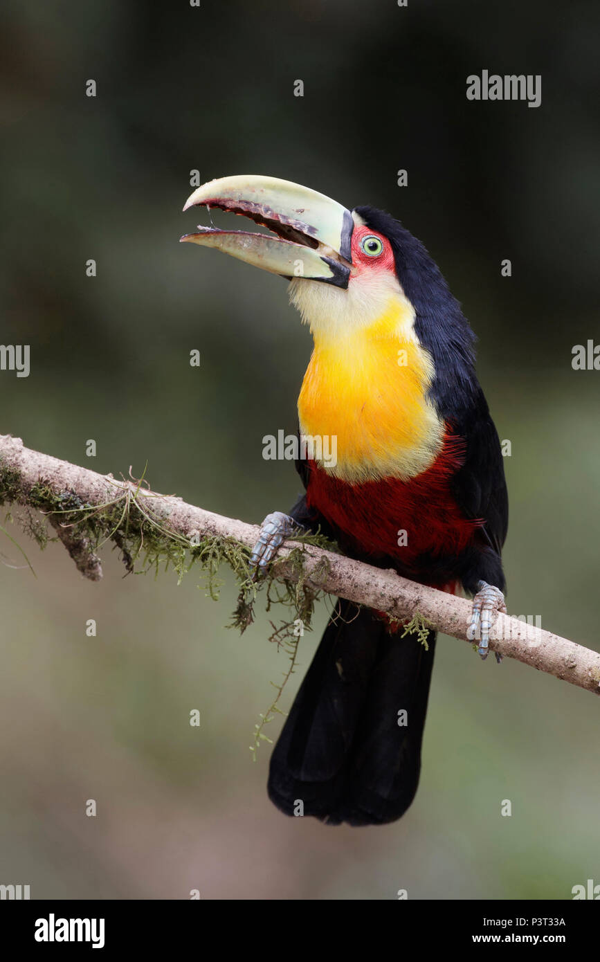 Red-breasted Toucan (Ramphastos dicolorus) calling, Atlantic Rainforest ...