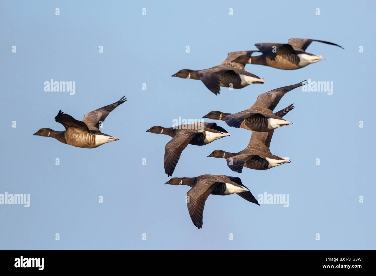 Brant (Branta bernicla) group flying, Netherlands Stock Photo - Alamy