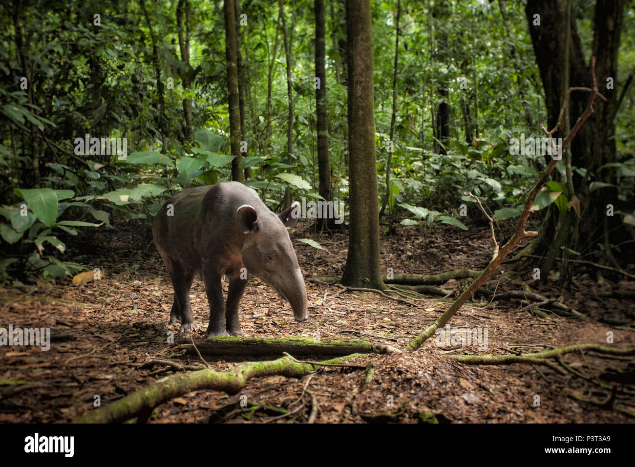Baird's Tapir (Tapirus bairdii) in rainforest, Corcovado National Park ...