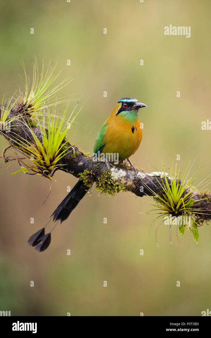 Blue-crowned Motmot (Momotus momota), Costa Rica Stock Photo - Alamy