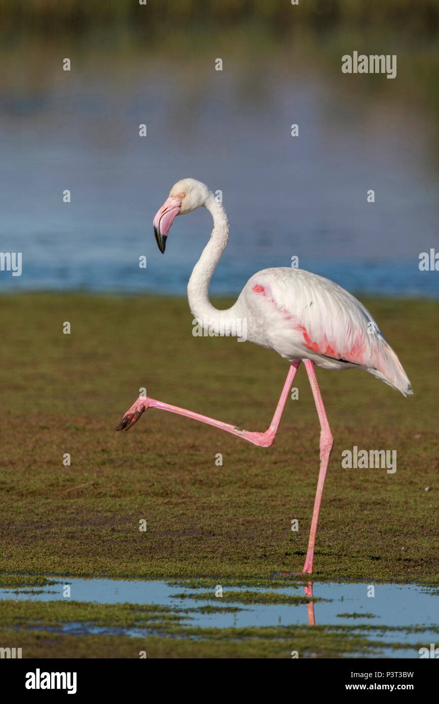 European Flamingo (Phoenicopterus roseus) wading, Greece Stock Photo ...